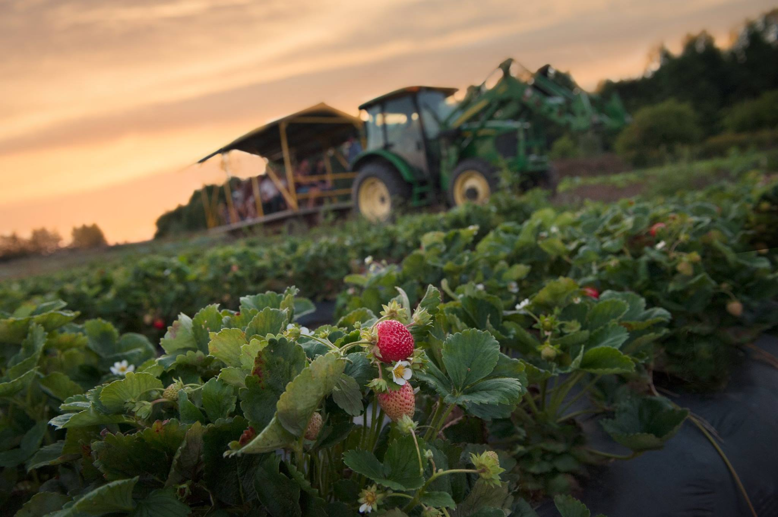 Avonmore Berry Farm: Growing Forward in a Family-First Community ...
